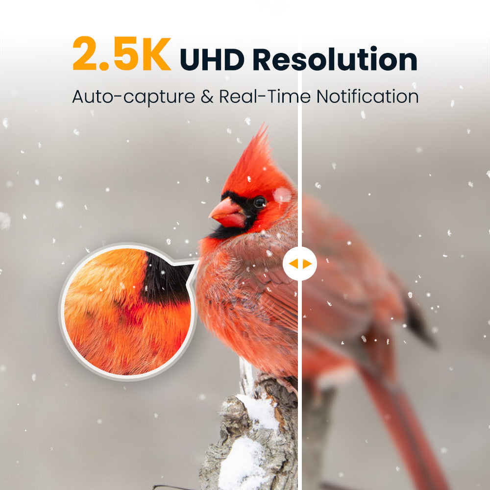 VINGUYS | Smart Bird Feeder with Camera V-Feeder | AI Recognize | 2.5K ...