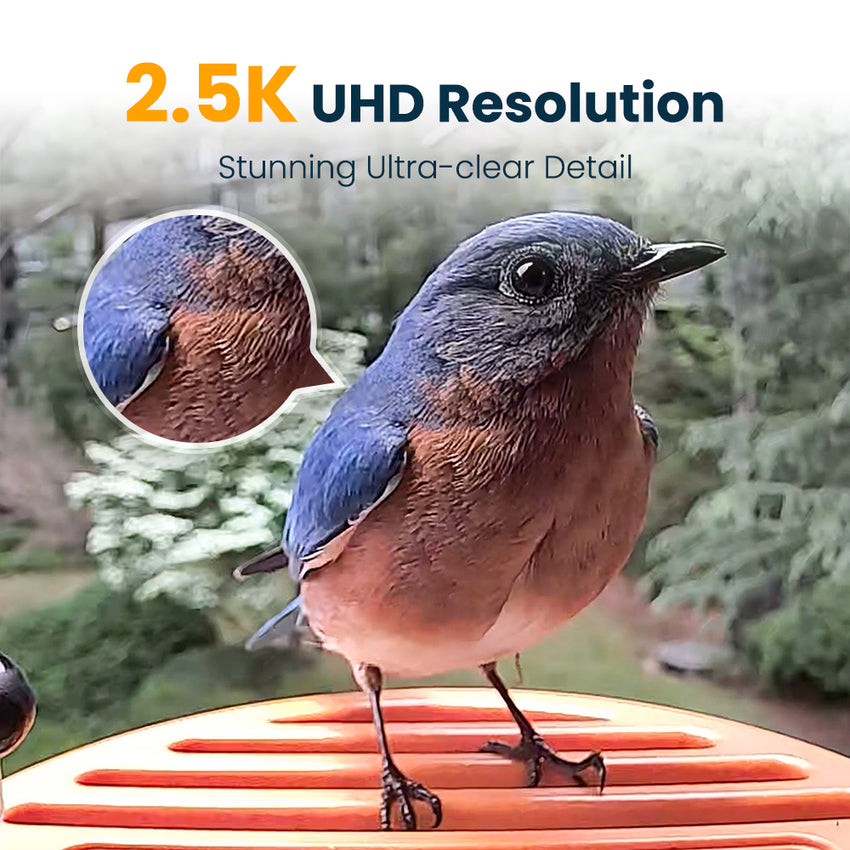VINGUYS | Smart Bird Feeder with Camera V-Feeder | AI Recognize | 2.5K ...